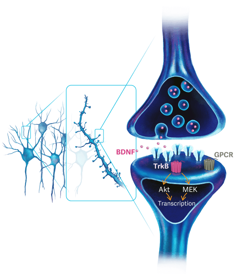 Precision Psychiatric Medicines | Alto Neuroscience Pipeline